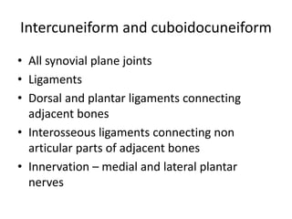 Joints of the foot.pptx Gross anatomy of the lower limb | PPT