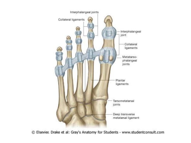 Joints of the foot.pptx Gross anatomy of the lower limb | PPT
