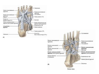 Joints of the foot.pptx Gross anatomy of the lower limb | PPTX