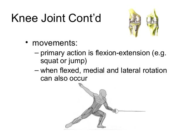Joints of the human body