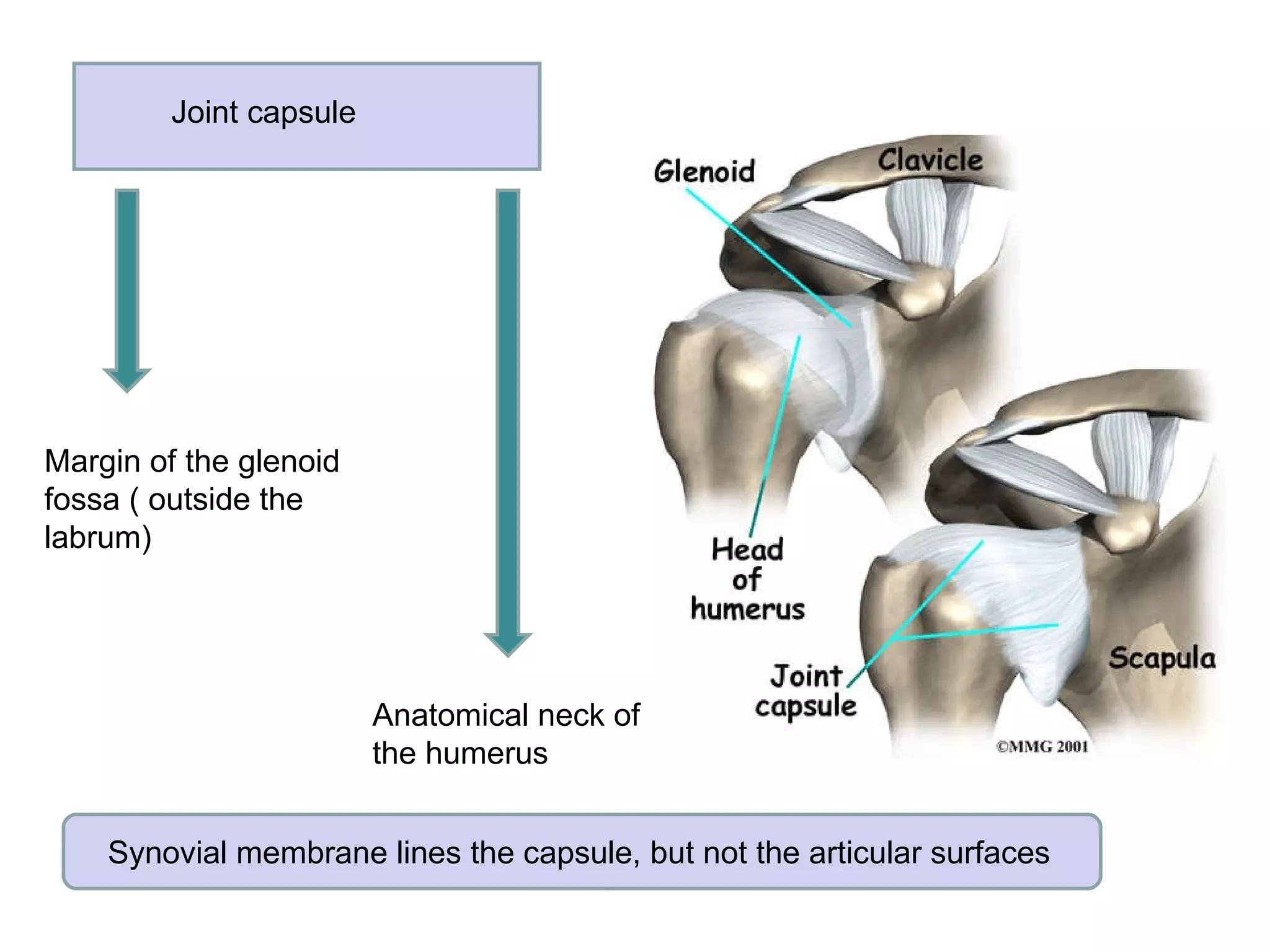 Joints of the limbs | PPT