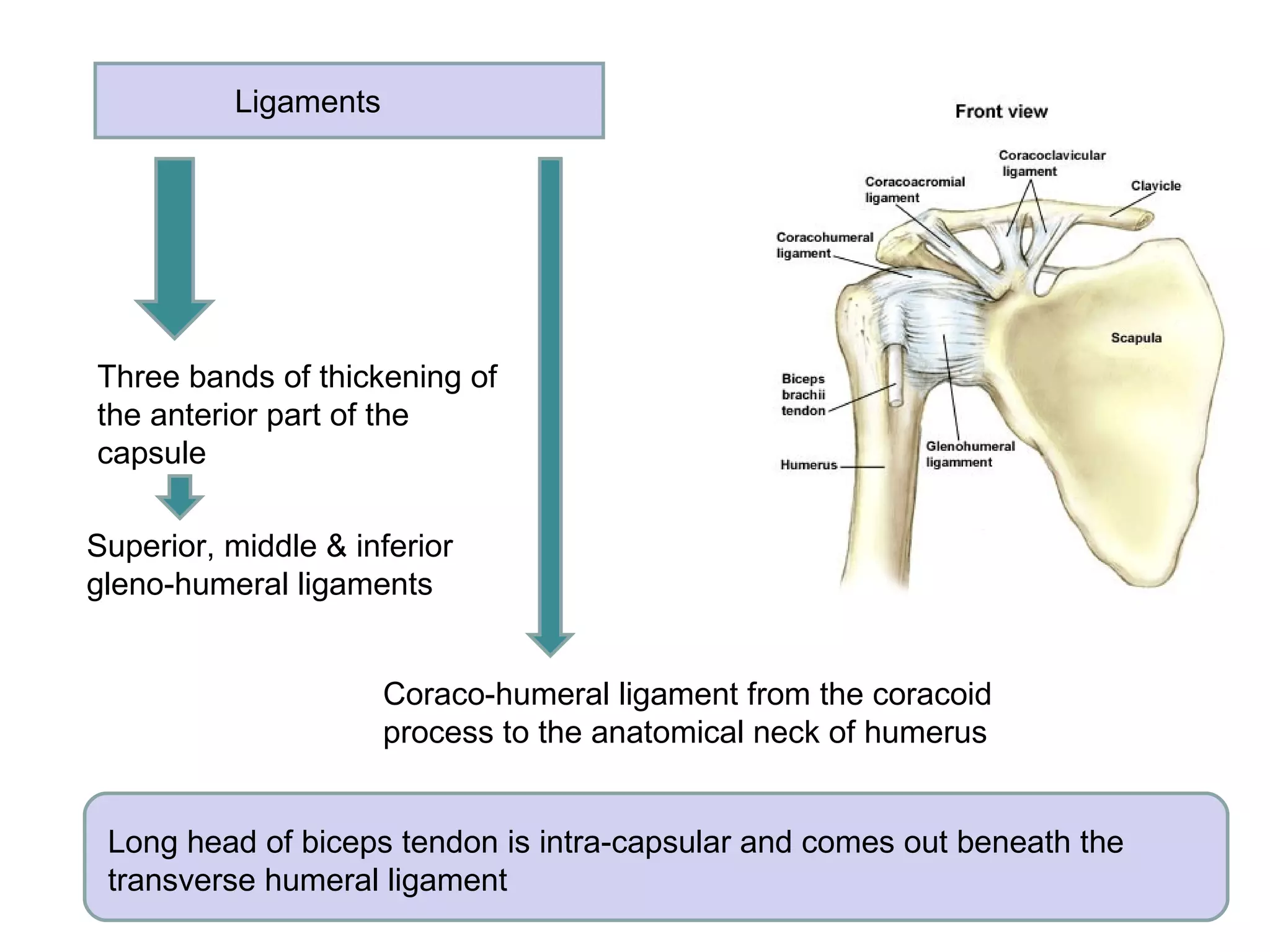 Joints of the limbs | PPT