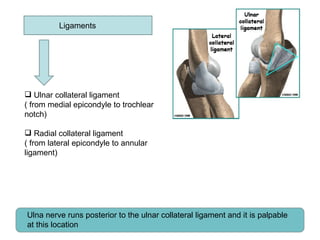 Joints of the limbs | PPT