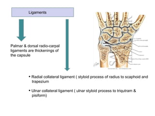 Joints of the limbs | PPT