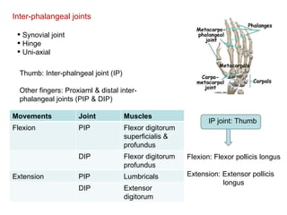 Joints of the limbs | PPT
