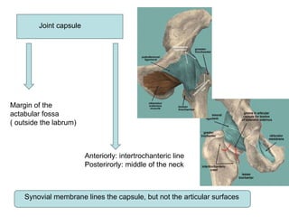 Joints of the limbs | PPT