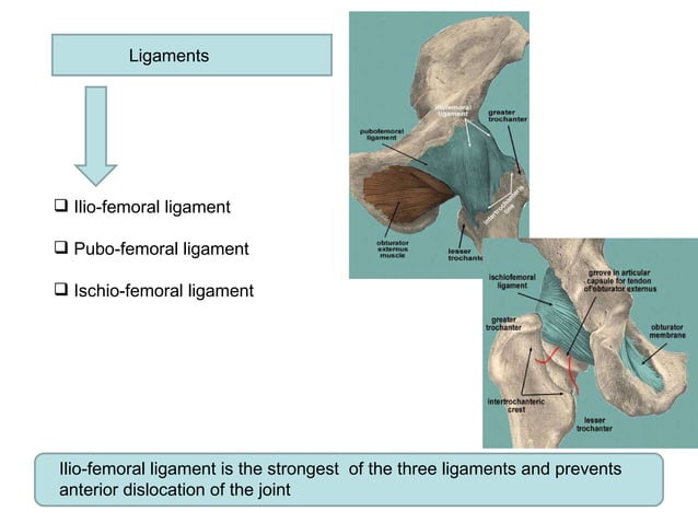 Joints of the limbs | PPT