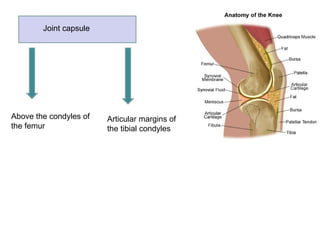 Joints of the limbs | PPT