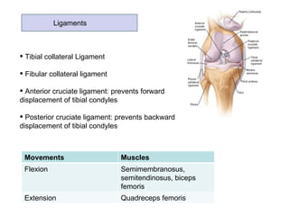 Joints of the limbs | PPT
