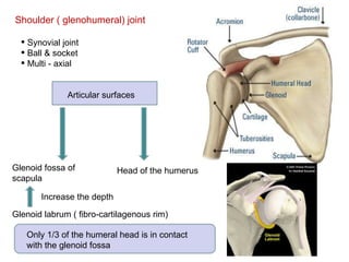 Joints of the limbs | PPT