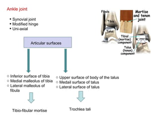 Joints of the limbs | PPT