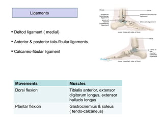 Joints of the limbs | PPT
