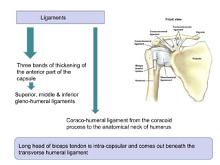 Joints of the limbs | PPT