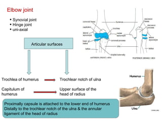 Joints of the limbs | PPT