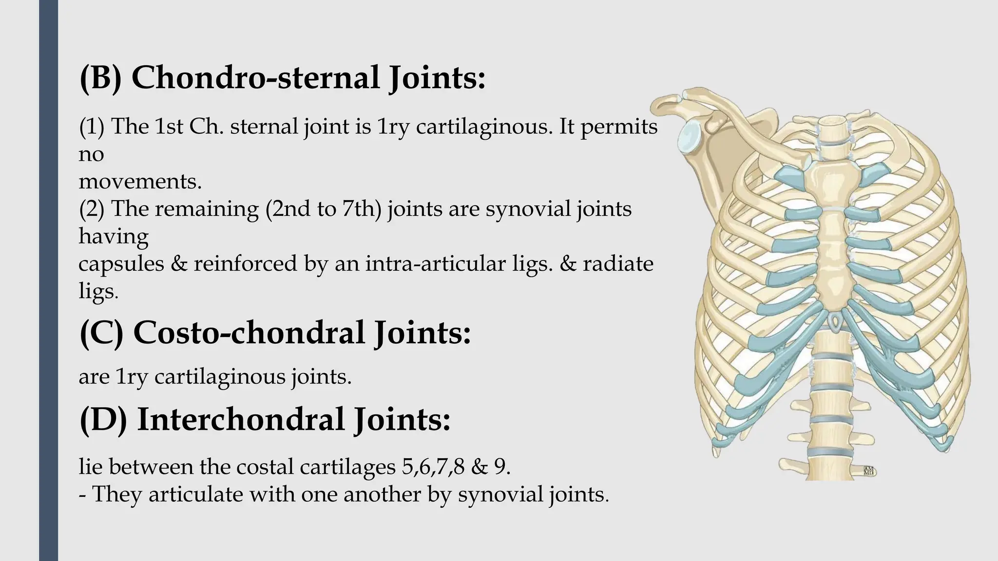 anatomy presentation of the Joints of thorax | PDF