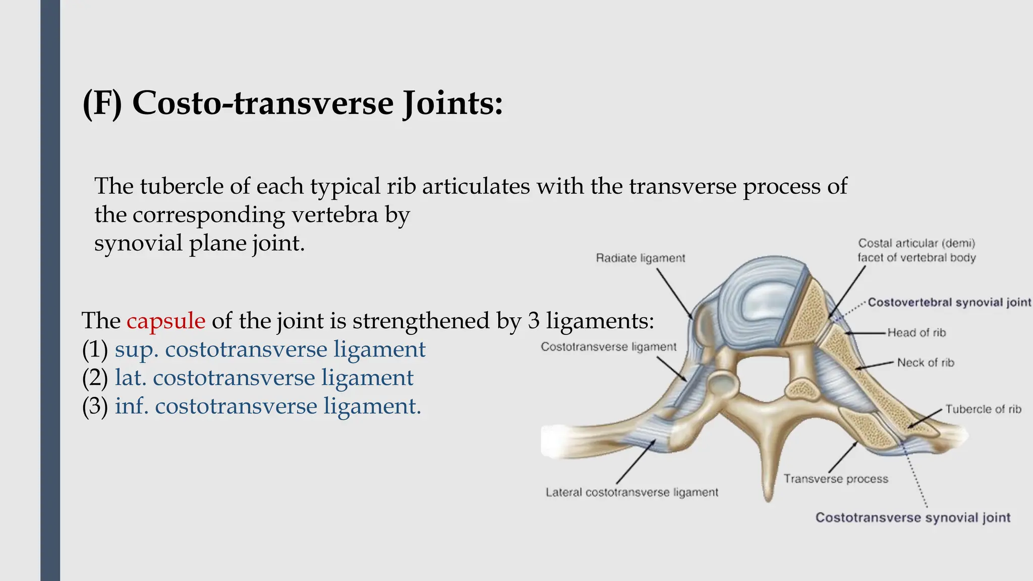 anatomy presentation of the Joints of thorax | PDF