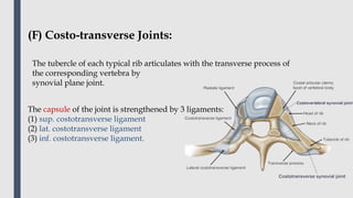 anatomy presentation of the Joints of thorax | PDF