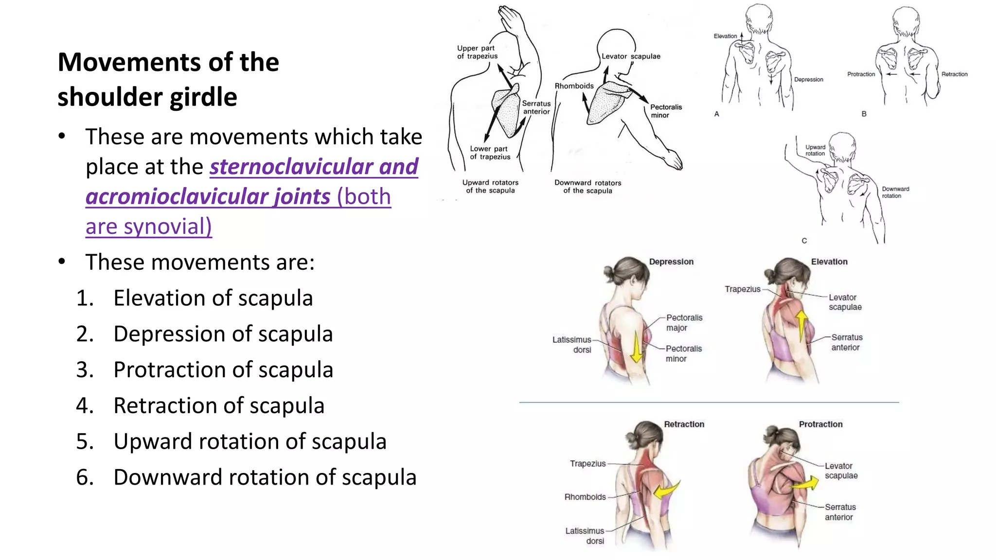 Joints of the upper limb.pdf
