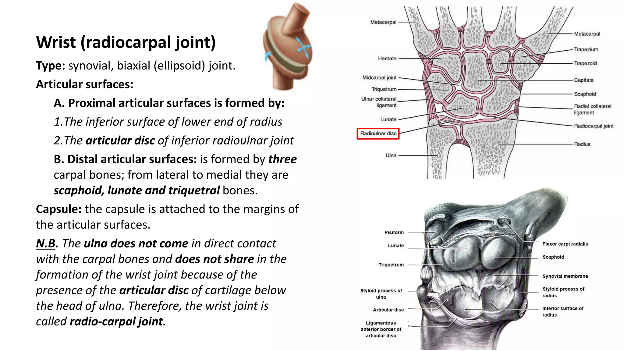 Joints of the upper limb.pdf