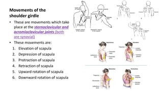 Joints of the upper limb.pdf