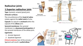 Joints of the upper limb.pdf