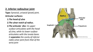 Joints of the upper limb.pdf