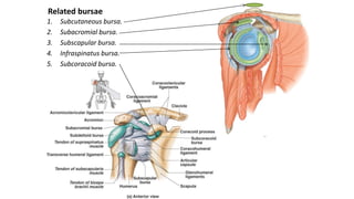 Joints of the upper limb.pdf