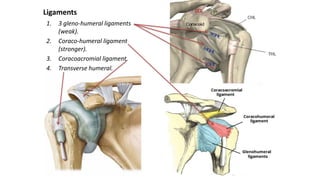 Joints of the upper limb.pdf