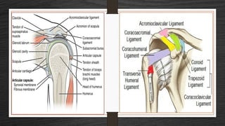 Joints_of_the_Upper_Limb_Presentation.pptx