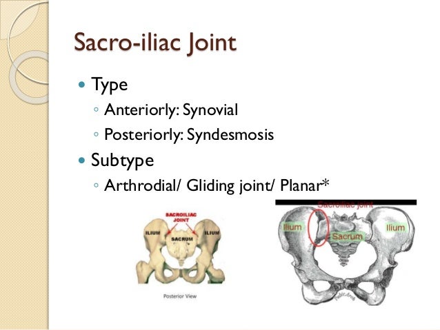 Types of Joint Present in the vertebral column (simplified version)
