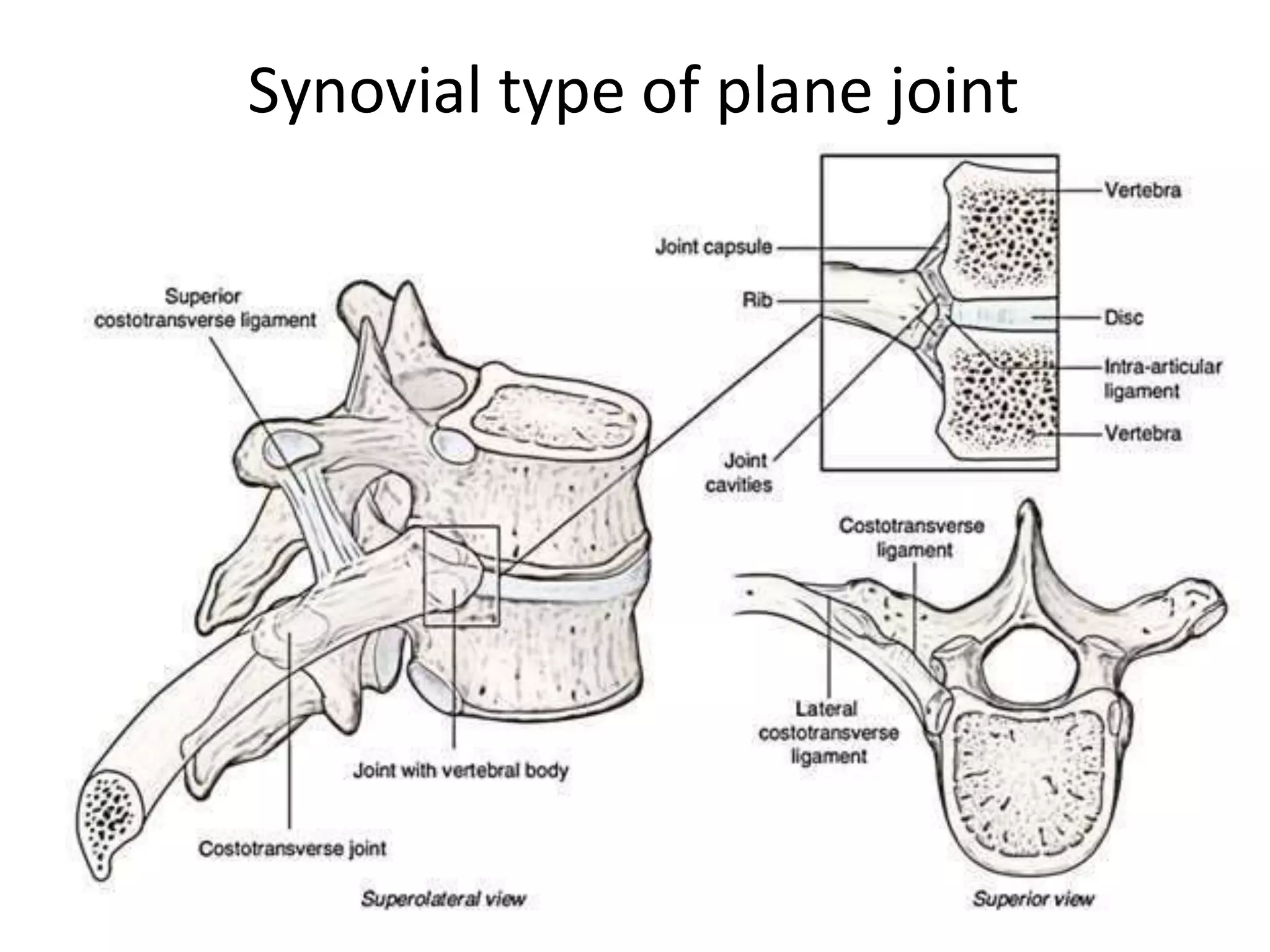 JOINTS OF THORAX.pptx