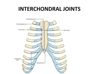 JOINTS OF THORAX.pptx