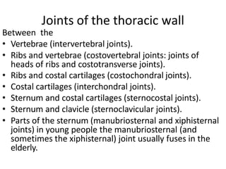 Xiphisternal Joint