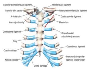 JOINTS OF THORAX.pptx