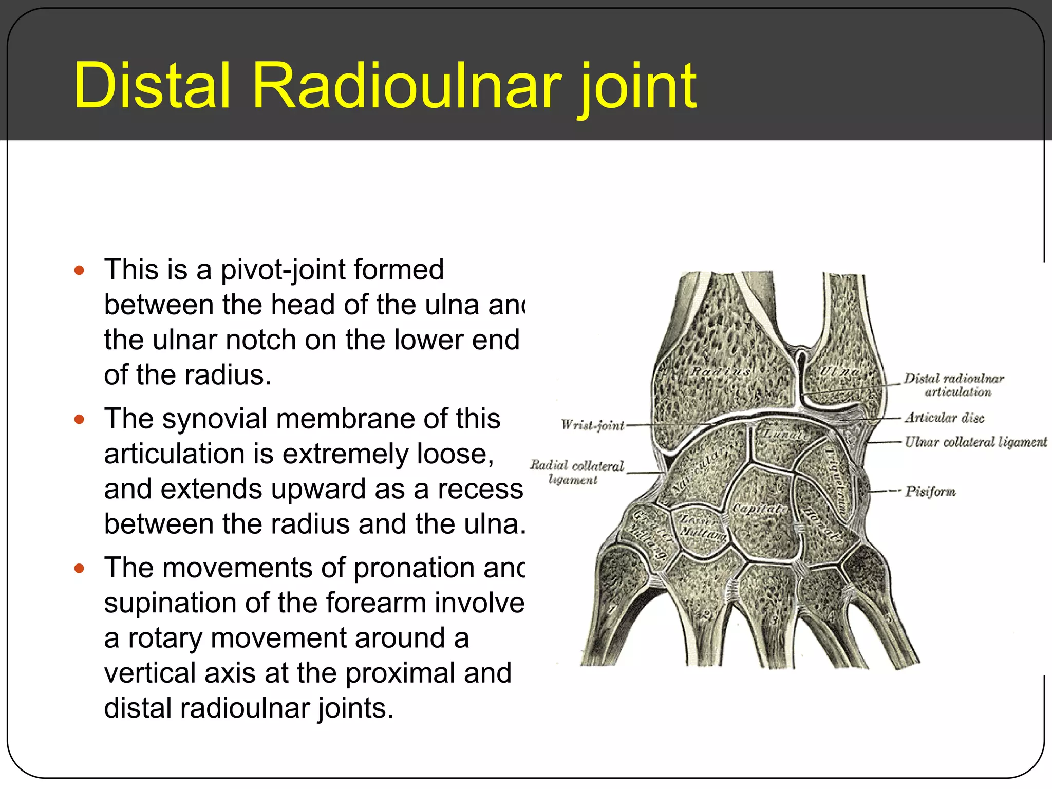 upper limb joints. | PPTX