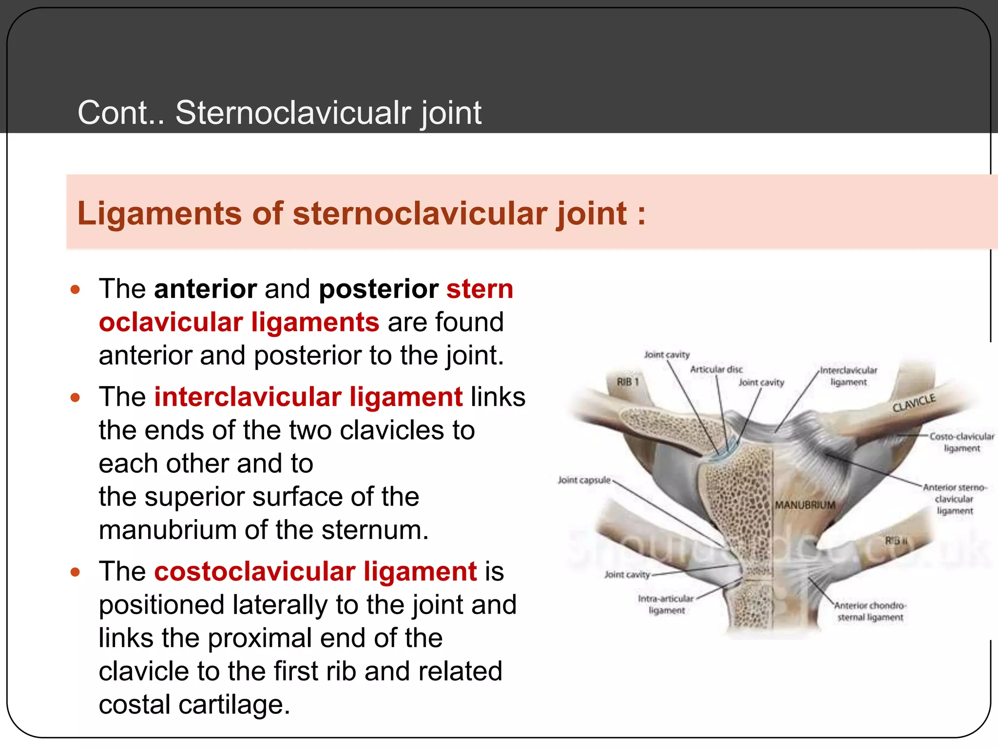 upper limb joints. | PPTX