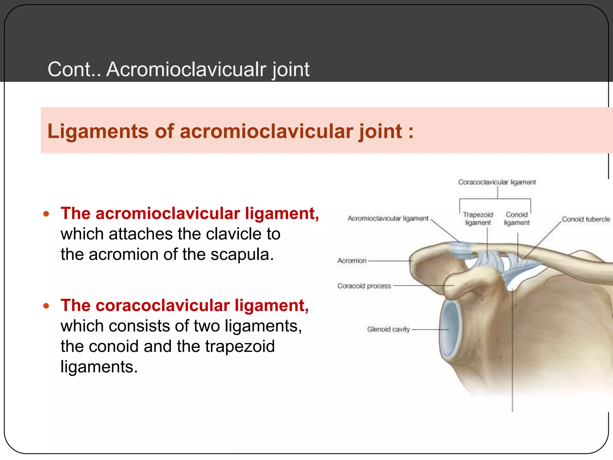 upper limb joints. | PPTX