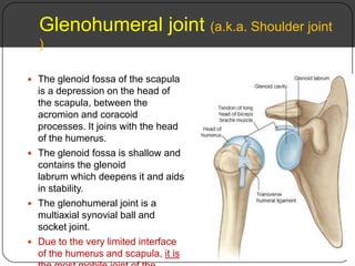 upper limb joints. | PPTX