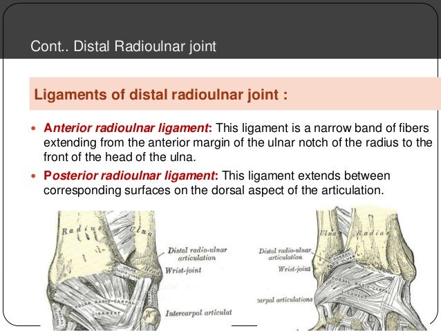 upper limb joints.