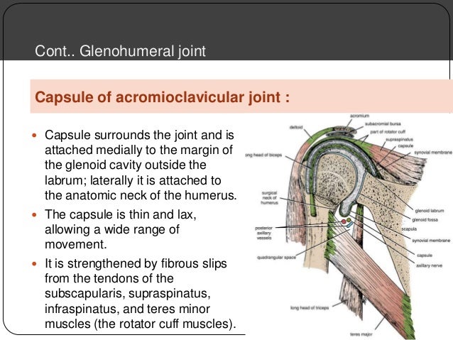 upper limb joints.