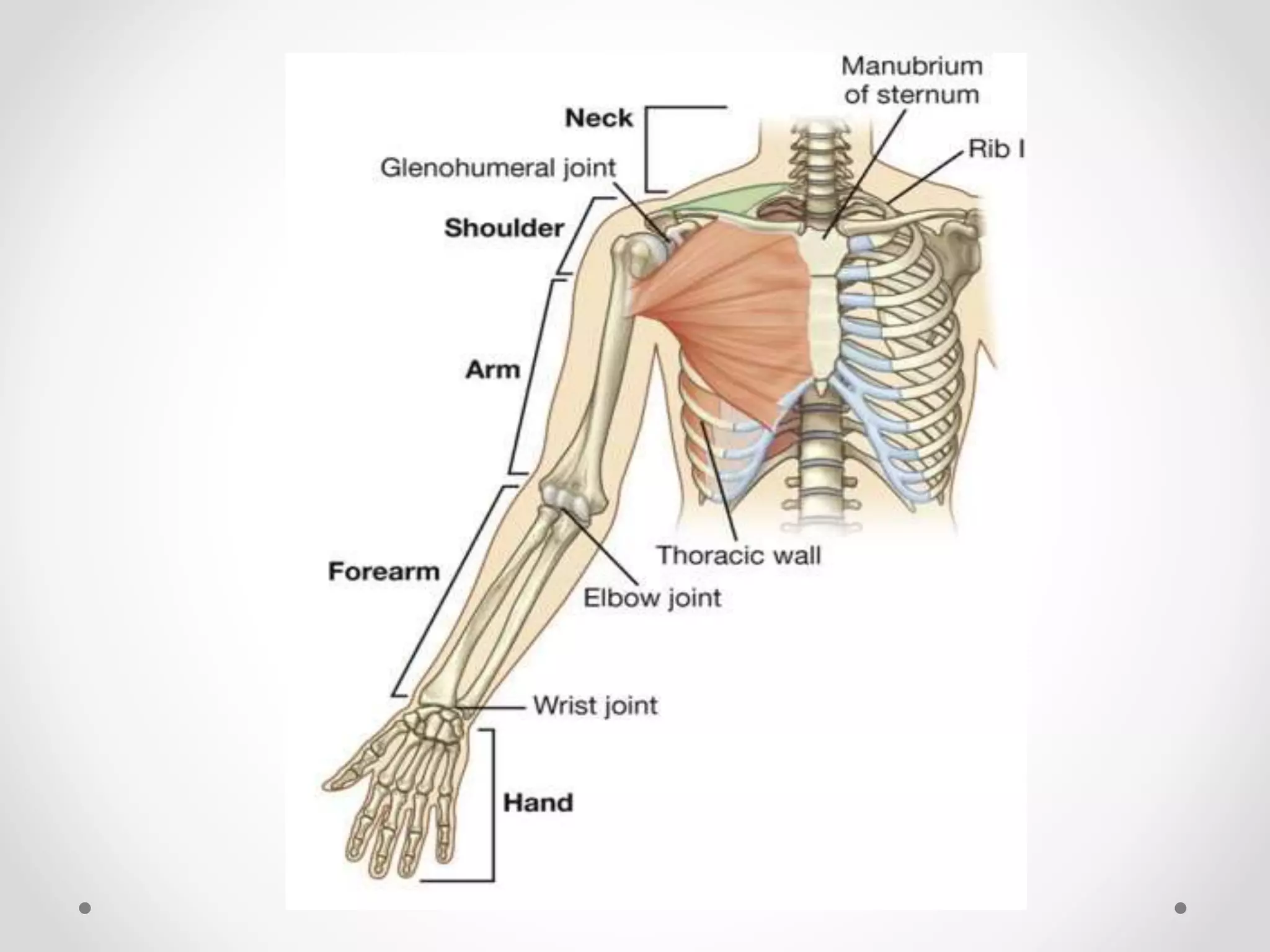Joints of upper limb | PPTX