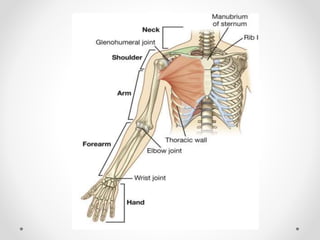 Joints of upper limb | PPTX