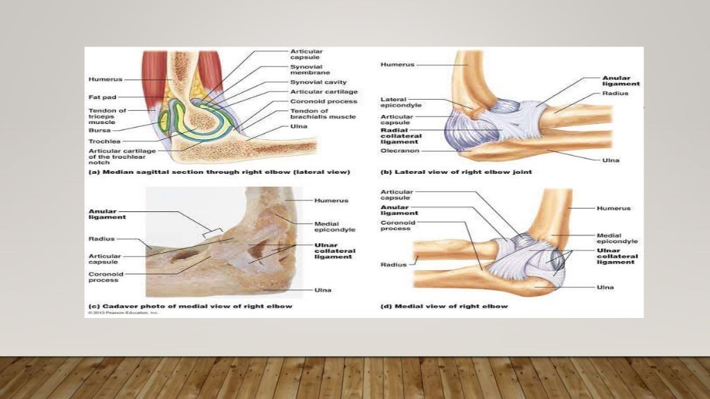 Joints of Upper Limb.pptx