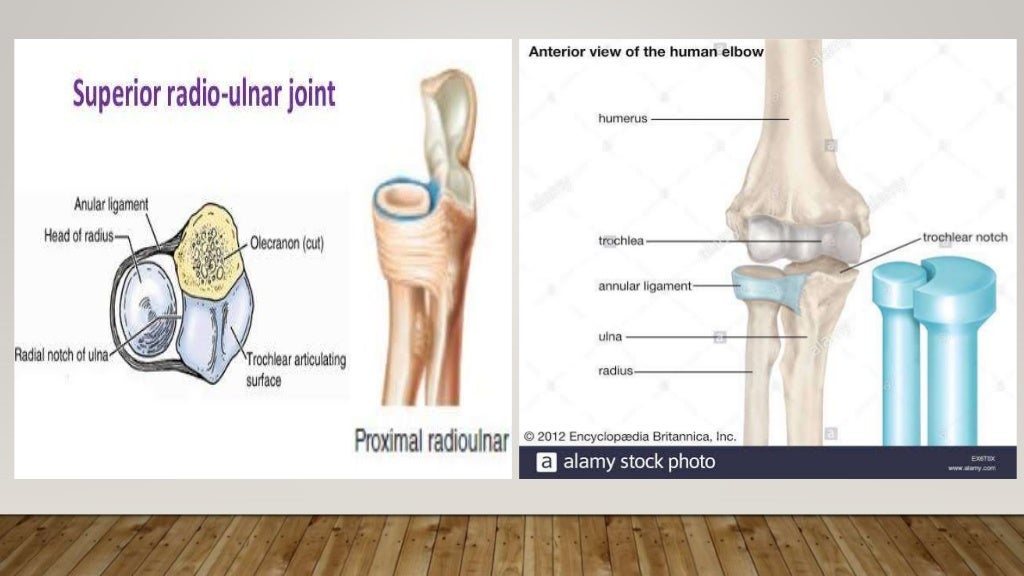 Joints of Upper Limb.pptx