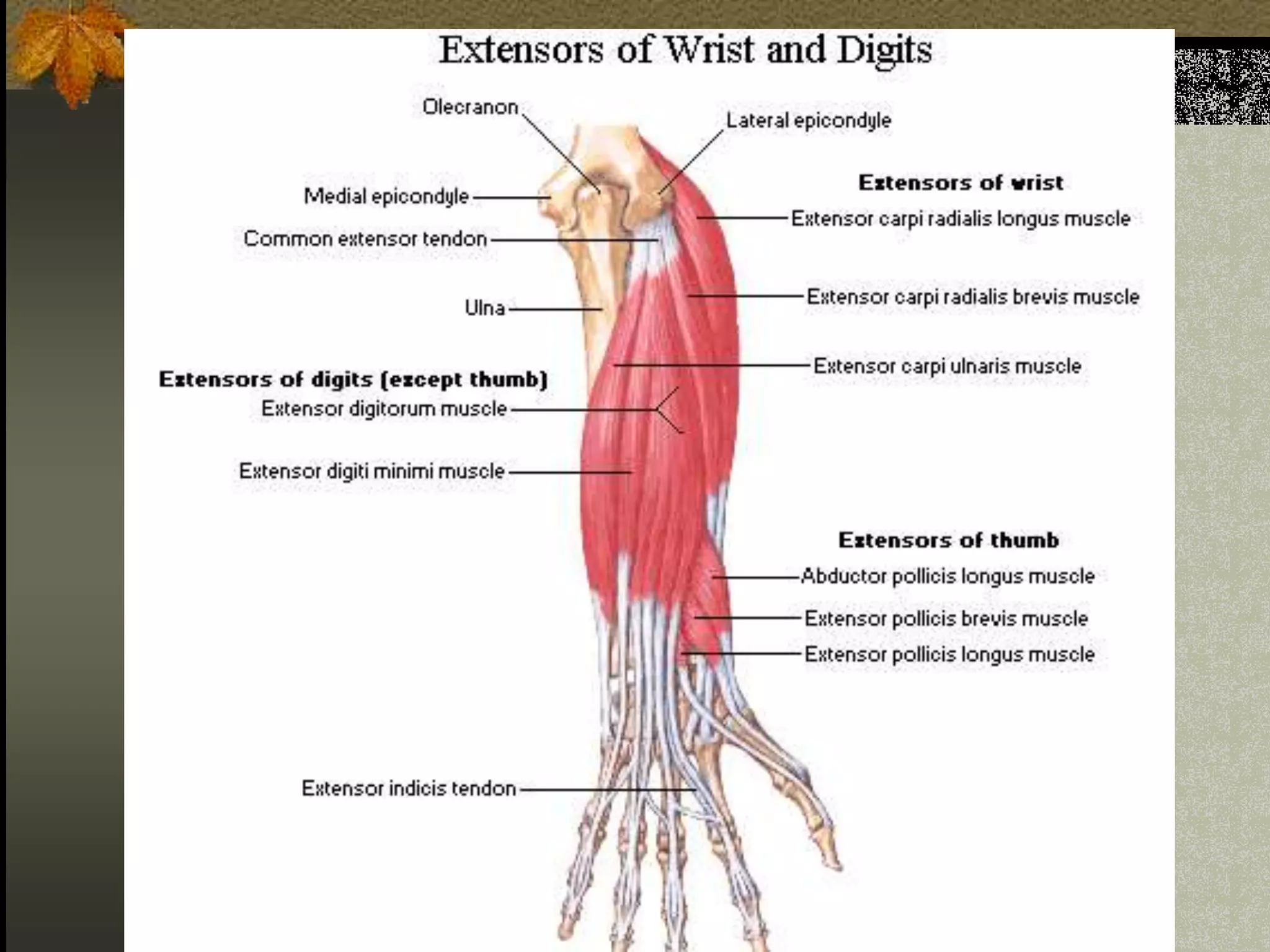 joints of upper limb..ppt