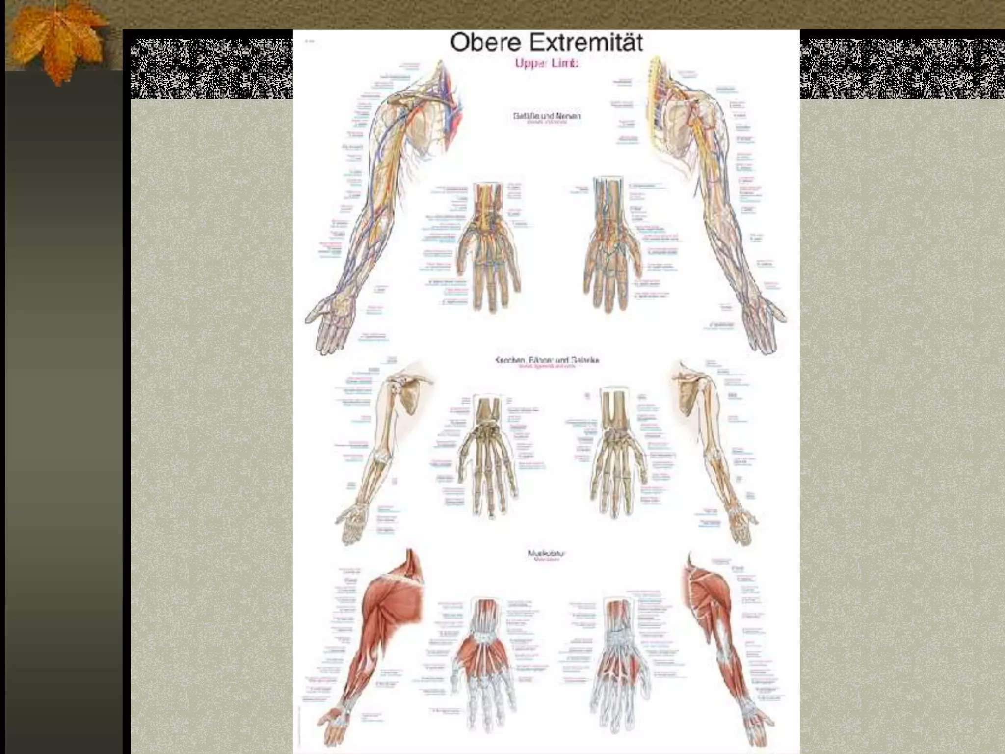 joints of upper limb..ppt