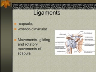 joints of upper limb..ppt