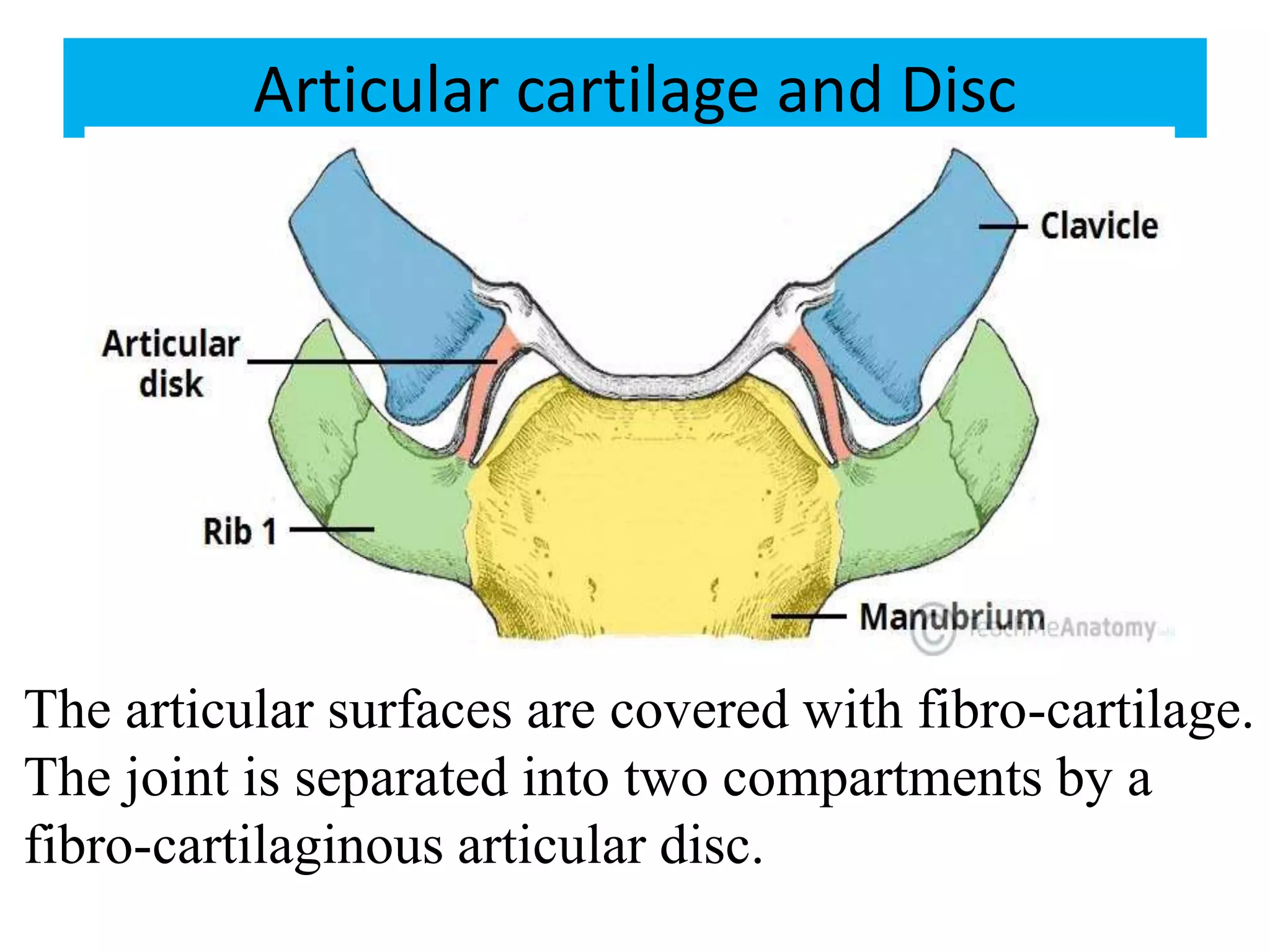 Joints of upper limb | PPT