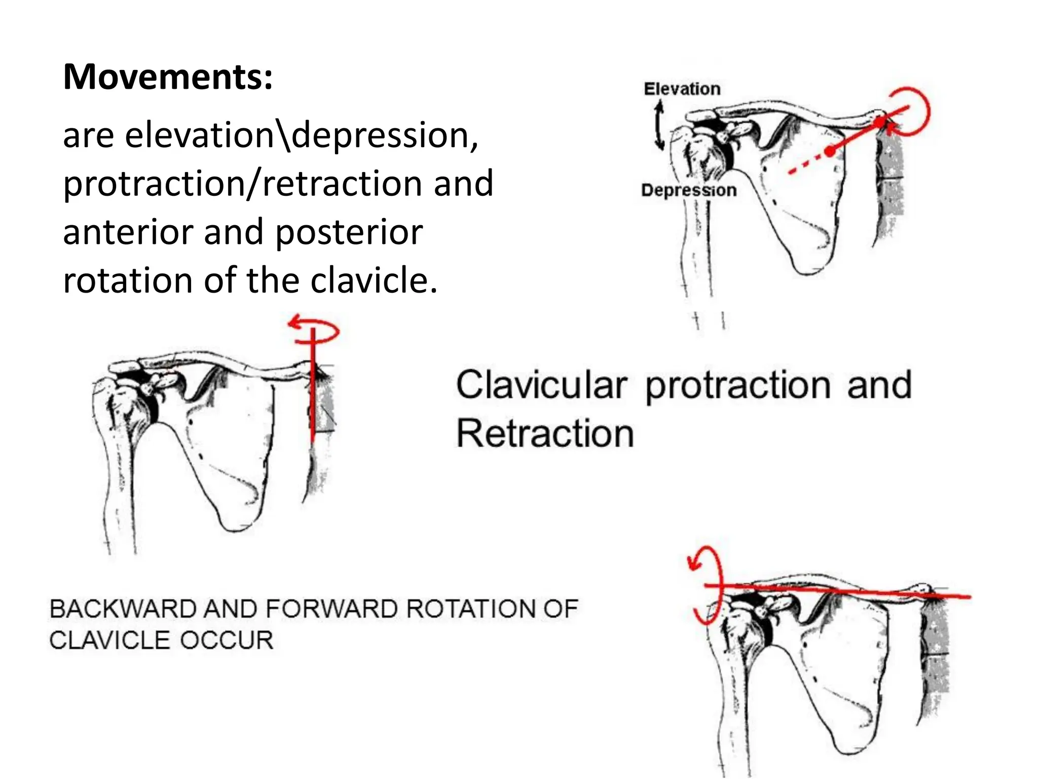 joints of upper limbs human anatomy best slides | PPT