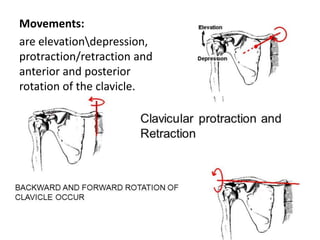 joints of upper limbs human anatomy best slides | PPT